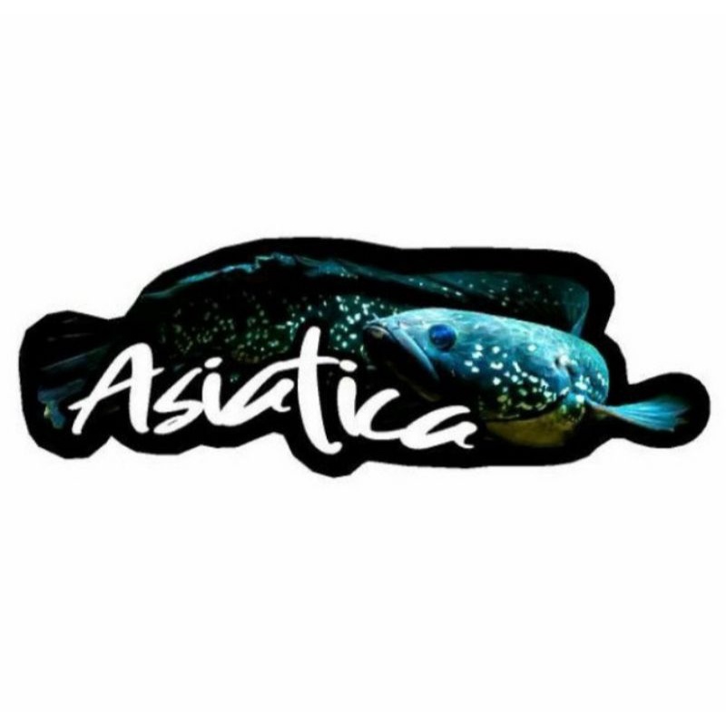 Jual STICKER CHANNA MARU ASIATICA | Shopee Indonesia