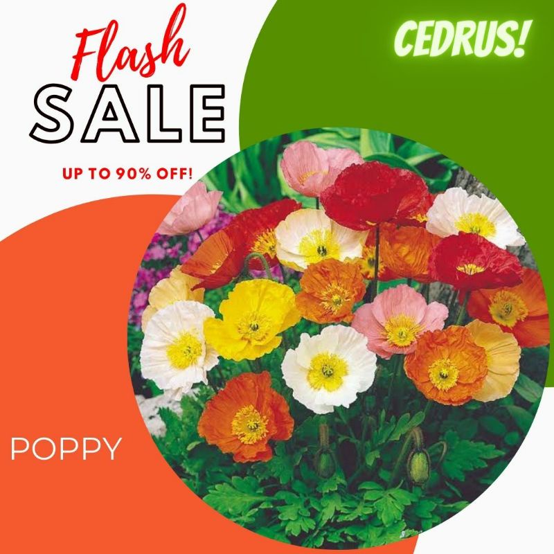 Jual Benih POPPY MIX (isi-3) Biji Bunga - FLASH SALE | Shopee Indonesia