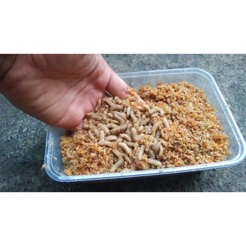 Jual Maggot bsf super berat 200 gram kondisi hidup/fresh maggot ...