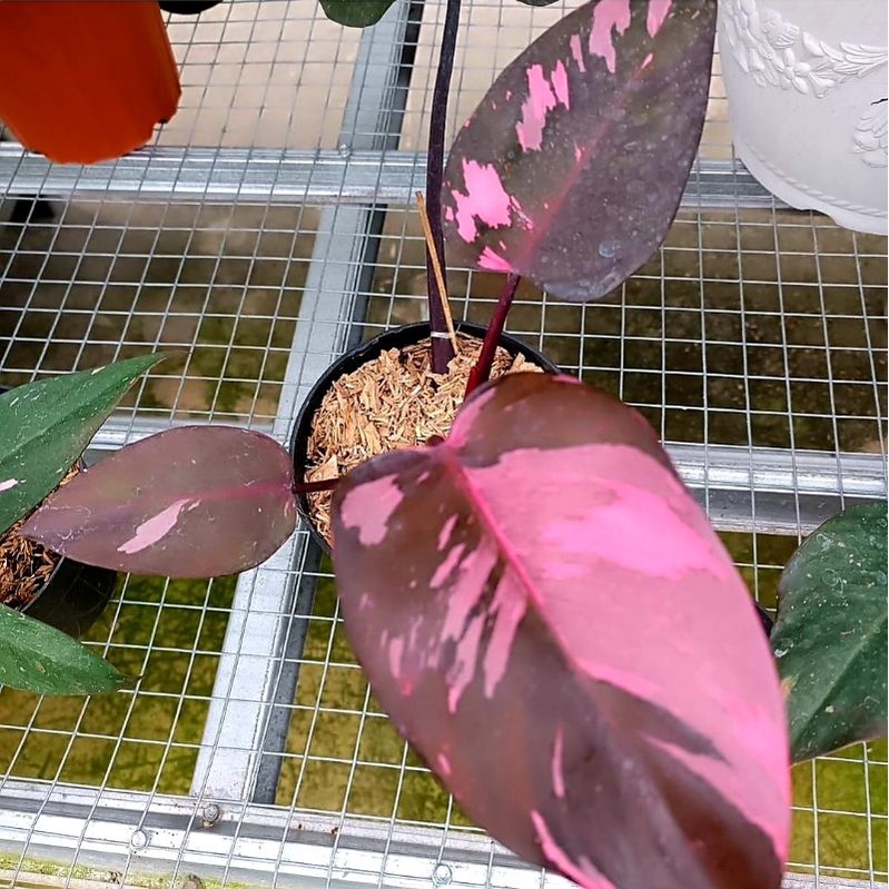 Jual Philodendron Pink Congo | Congo Pink Philodendron | Tanaman Hias ...