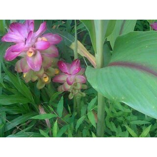 Jual Tanaman Temu Ireng~Tanaman Obat Temu Ireng~Curcuma Aeruginosa Roxb ...