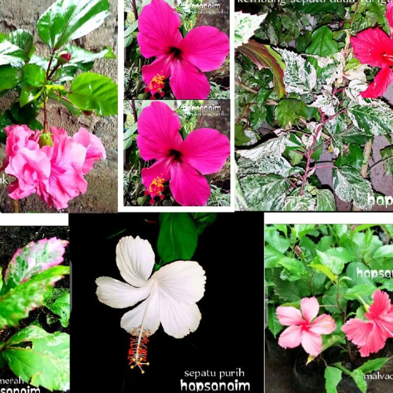 Jual stek & Tanaman bunga Sepatu bunga Merah Varigata Putih pink Jambon ...