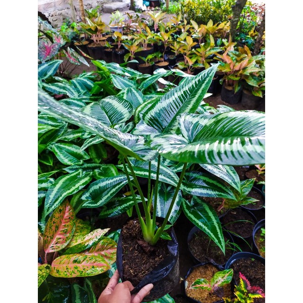 Jual Bunga Andromeda Segar Hidup Tanamam Murah Bagus Mudah Manak Hemat ...