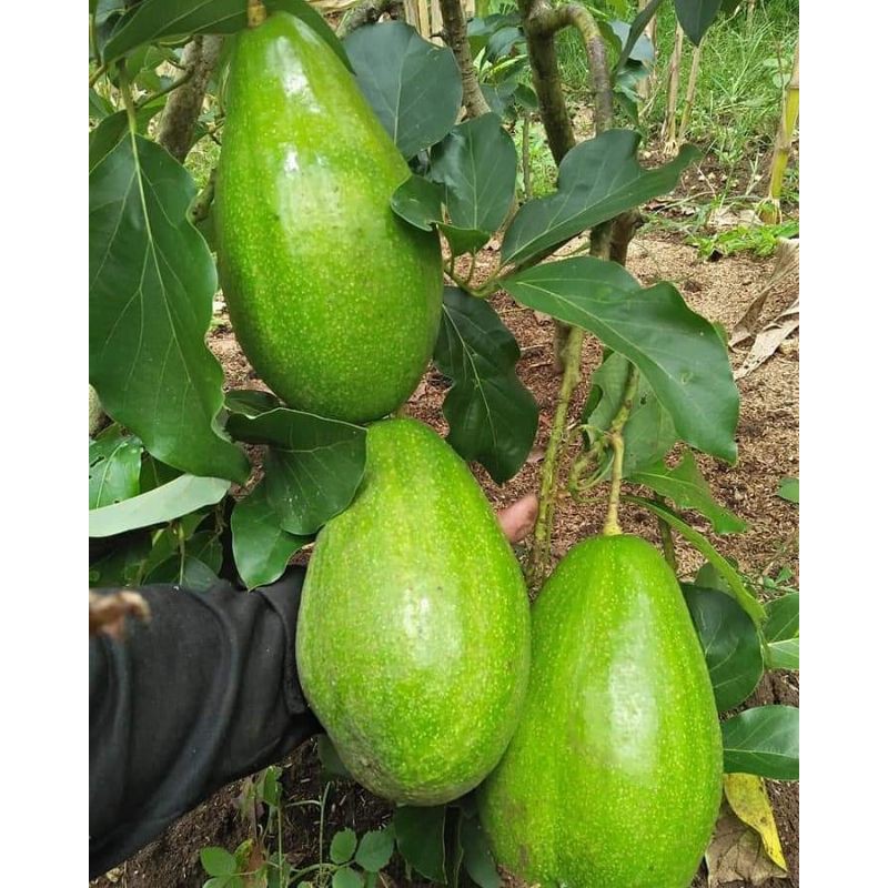 Jual bibit alpukat pluwang/alpukat pangeran super | Shopee Indonesia