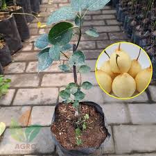 Jual Bibit Tanaman Buah Pir Kuning (Pyrus communis)-hasil Cangkok Lebih Cepat Berbuah -Pohon ...