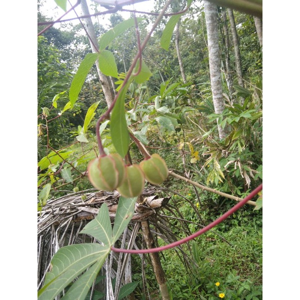 Jual Bunga Singkong Karet 250gram | Shopee Indonesia