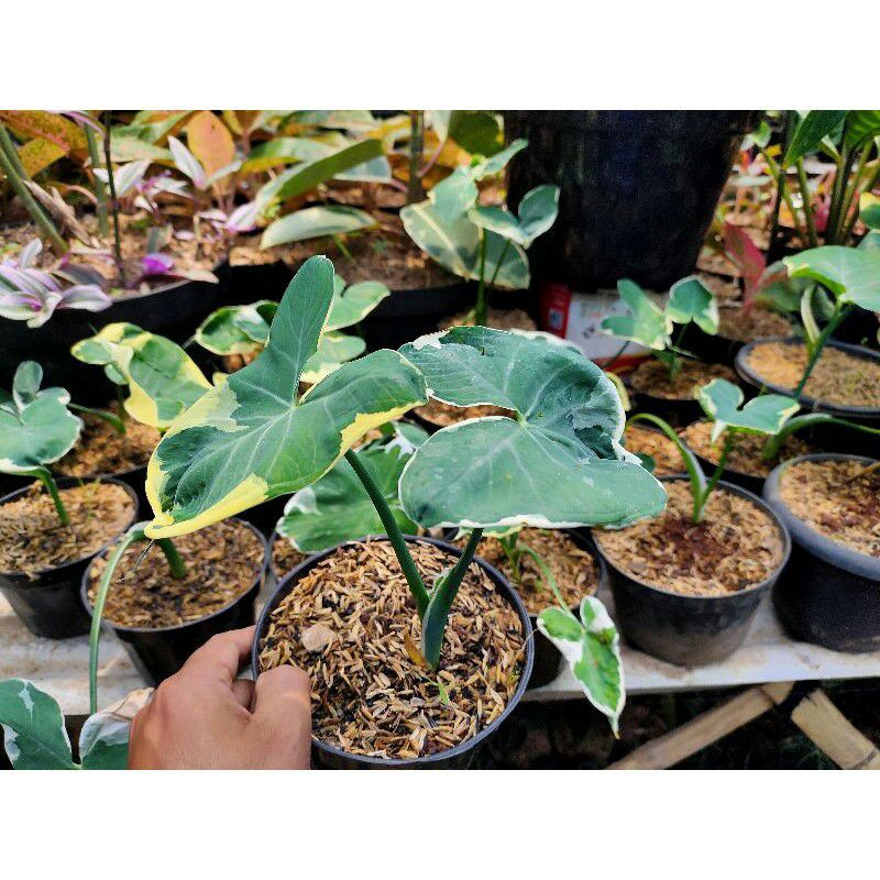 Jual Keladi Ekor Tikus + Keladi Ekor Pari + Keladi Buntut Tikus ...