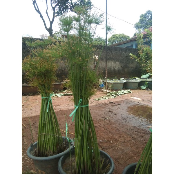 Jual tanaman hias papirus air mancur papirus mini | Shopee Indonesia
