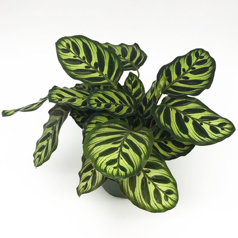 Jual Tanaman hias calathea sepat-tanaman hidup-calathea (Tanaman Hidup ...