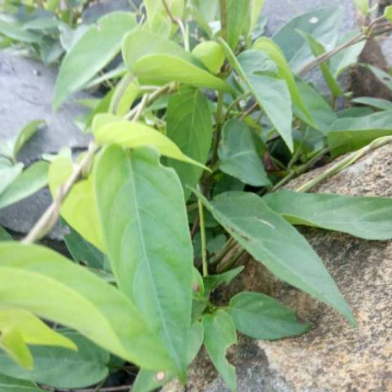 Jual Daun sembukan/daun kentut segar 200gram | Shopee Indonesia
