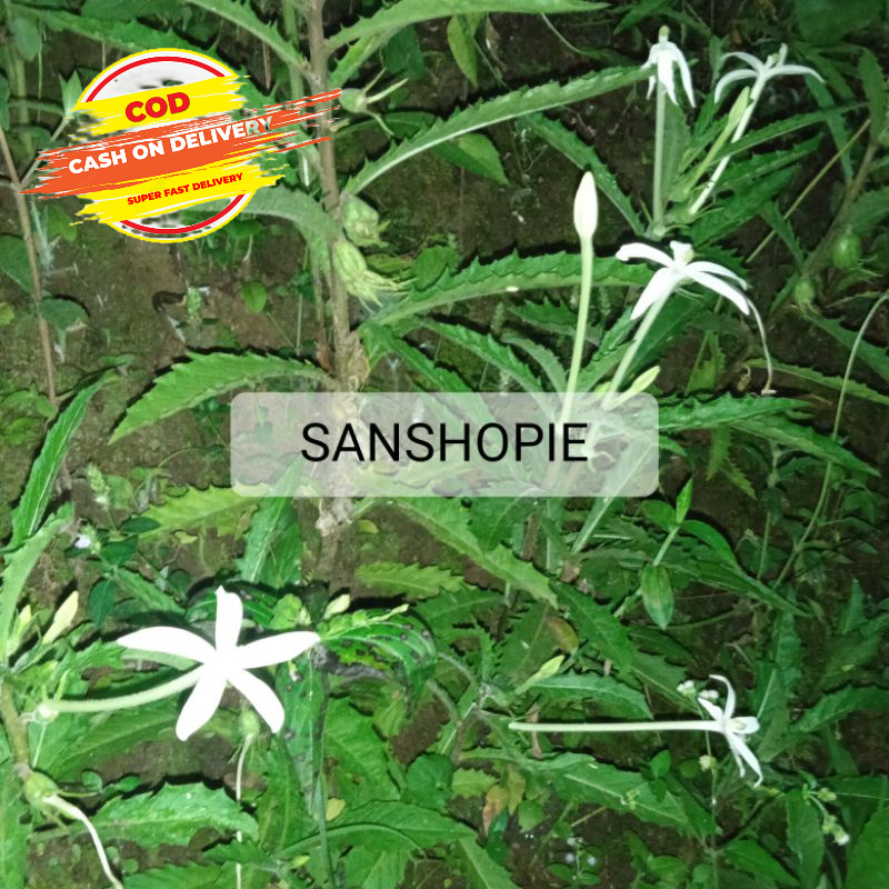 Jual khusus bunganya saja bunga kitolod atau bunga ki korejat paket 100 ...