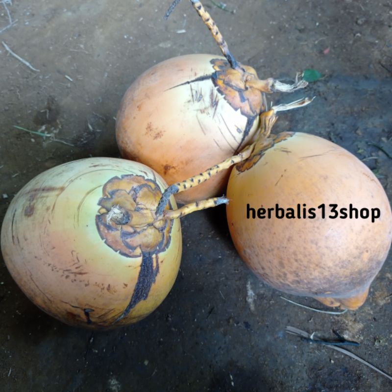 Jual buah kelapa gading kuning perbuah | Shopee Indonesia