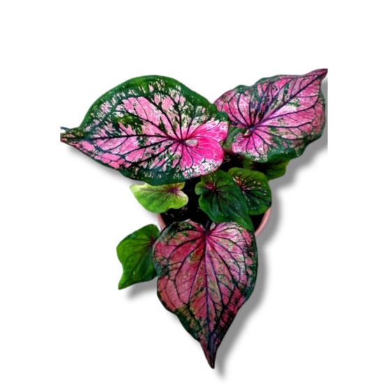 Jual caladium black muscle/malaysia series | Shopee Indonesia