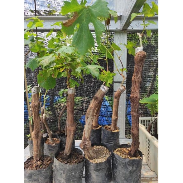 Jual Tanaman bibit anggur import batang jumbo (batang besar) | Shopee ...