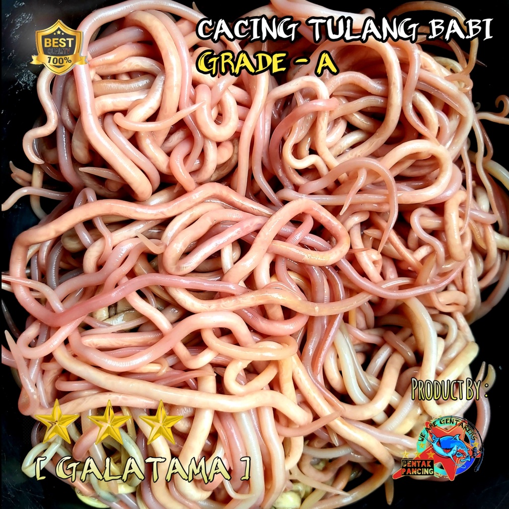 Jual umpan galatama lele CATUL [cacing tulang] babi - grade A 50g ...