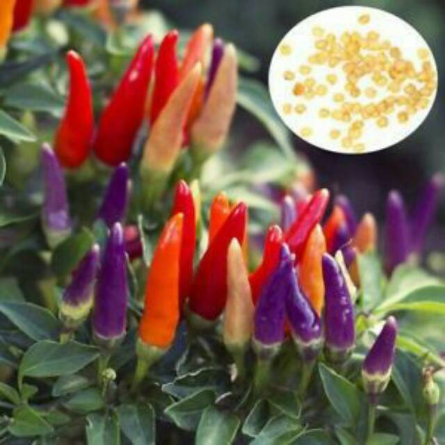 Jual Cabe rainbow isi 20 biji mix warna | Shopee Indonesia Jual Cabe rainbow isi 20 biji mix warna | Shopee Indonesia
