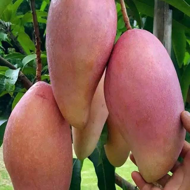 Jual Bibit buah mangga red ivory super | Shopee Indonesia