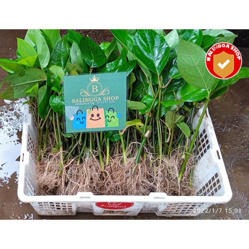 Jual 40 Stek Bibit Melada Berakar Tinggi -+20cm + Bonus | Shopee Indonesia