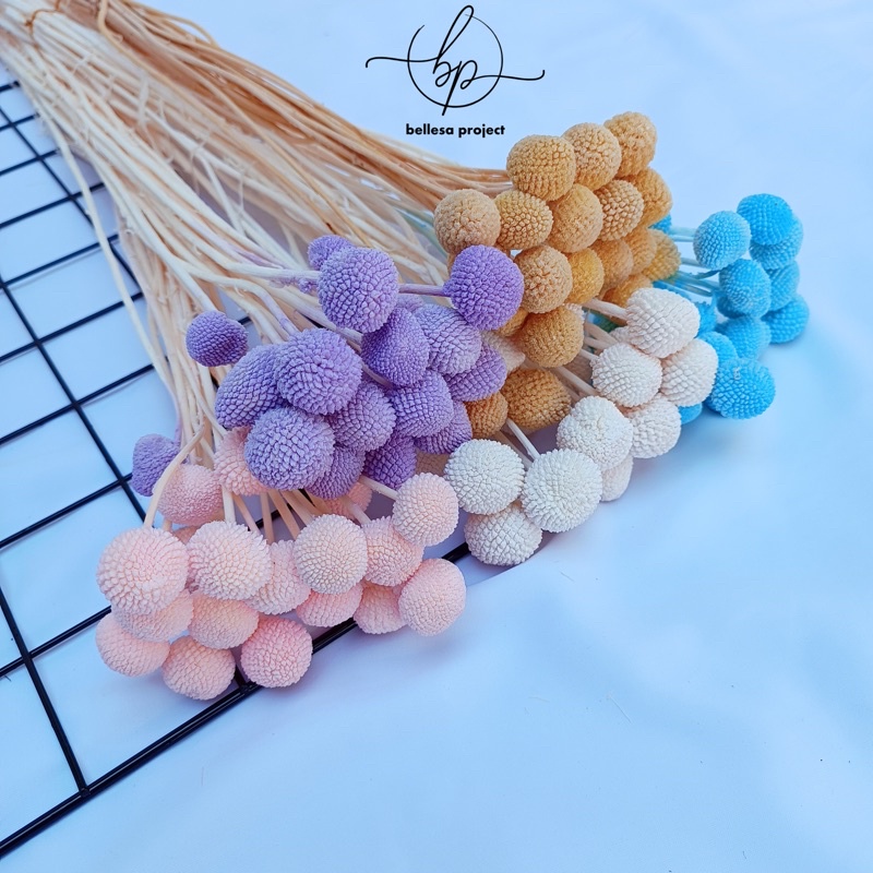 Jual BUNGA BILLY BALL CRASPEDIA BUTTON KERING IMPORT | Shopee Indonesia