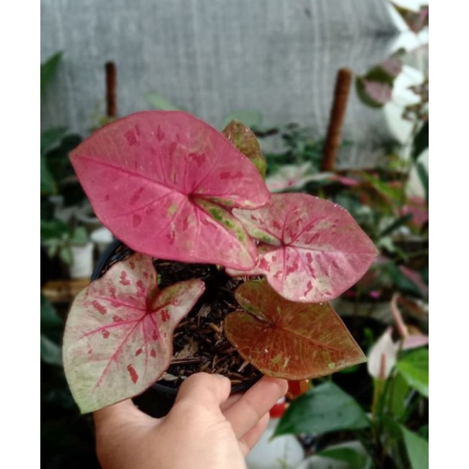 Jual caladium raspberrymoon keladi raspberrymoon anakan caladium ...