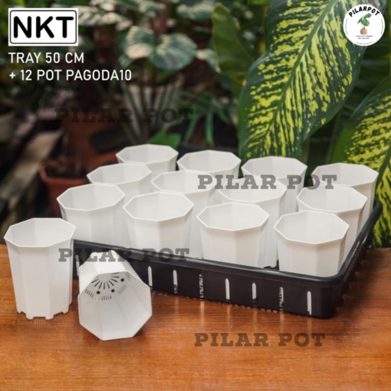 Jual 1 SET TRAY + 12 POT PAGODA 10 PUTIH TRAY NKT 50CM | TRAY SEMAI ...