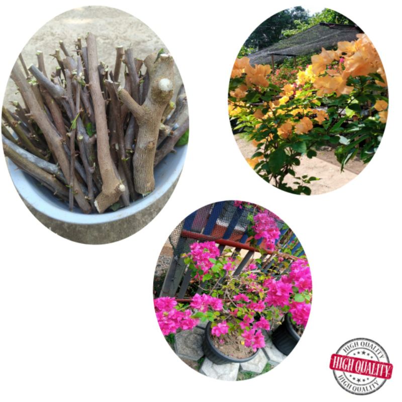 Jual bibit cutting stek bugenvil/beugenville 3 jenis warna | Shopee ...