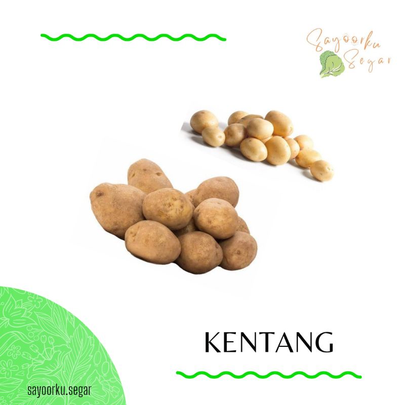 Jual KIRIM BESOK Kentang Besar / Kentang Kecil / Kentang Baby / Kentang ...