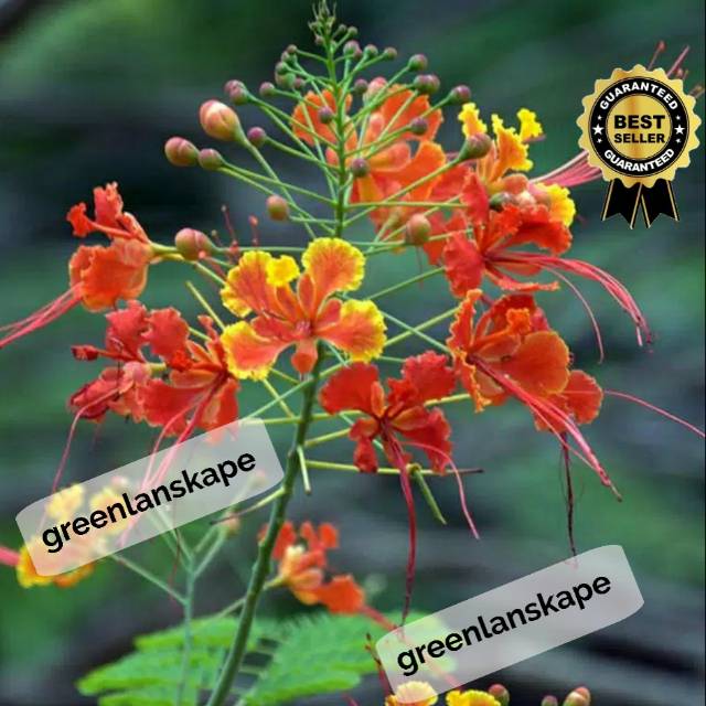 Jual Tanaman Hias Red Peacock Flower 1 meter ( Kembang Merak ) - merak ...