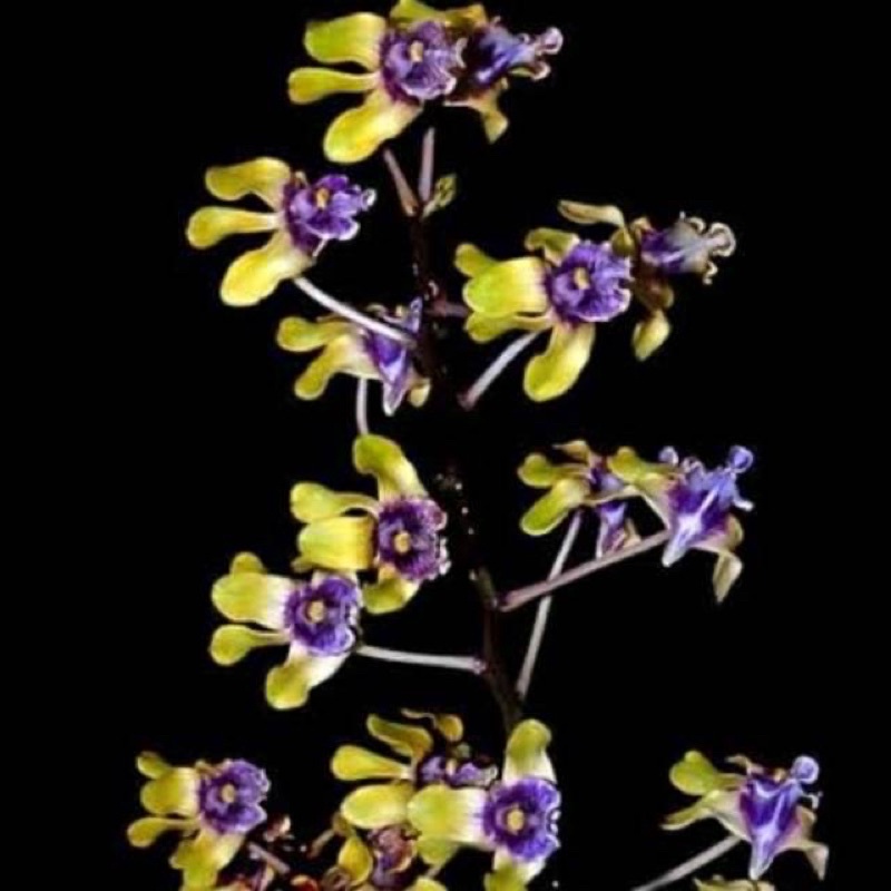 Jual Anggrek Dendrobium Violaceoflavens sp | Anggrek Besi Papua Bunga ...