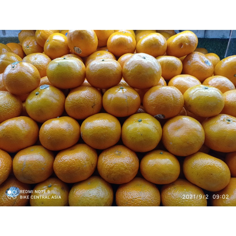 Jual JERUK HONEY MURCOT AUSTRALIA /KG | Shopee Indonesia