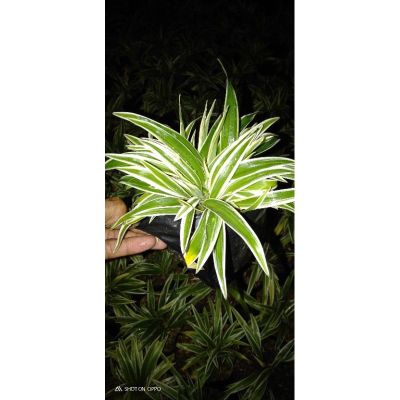 Jual tanaman hias lili mini | Shopee Indonesia