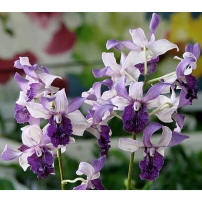 Jual Pohon Anggrek Dendrobium Bunga Kriting Indonesia Raya Blue Siap ...