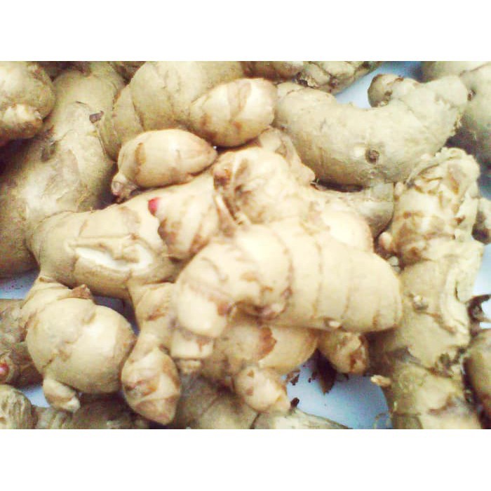 Jual KUNYIT PUTI TEMU KUNIR 1 KG | Shopee Indonesia