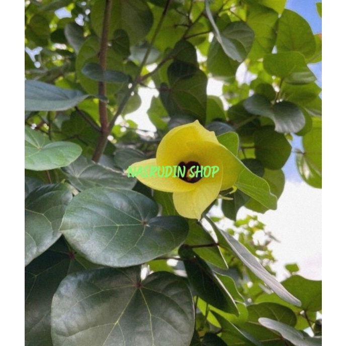 Jual DAUN WARU SEGAR 100 LEMBAR | DAUN BARU | PAPATAL | HIBISCUS ... Jual DAUN WARU SEGAR 100 LEMBAR | DAUN BARU | PAPATAL | HIBISCUS ...