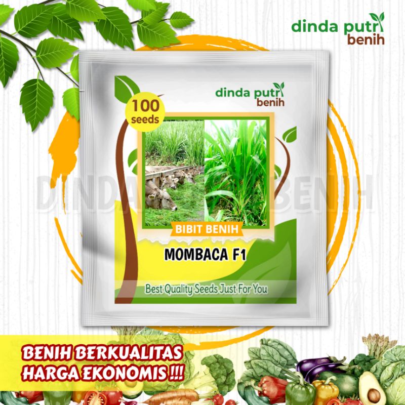 Jual Benih Rumput Mombaca F1/ Isi benih 100 biji/ Benih Pakan Ternak | Shopee Indonesia