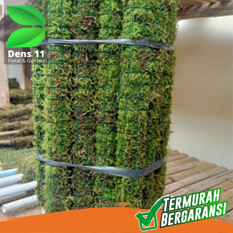 Jual turus lumut hidup media tanam akar rambat 40 cm muraah | Shopee ...