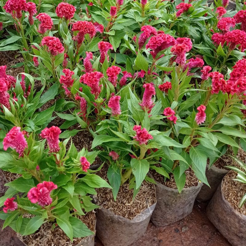 Jual Tanaman Hias Jengger Ayam, jengger Ayam | Shopee Indonesia