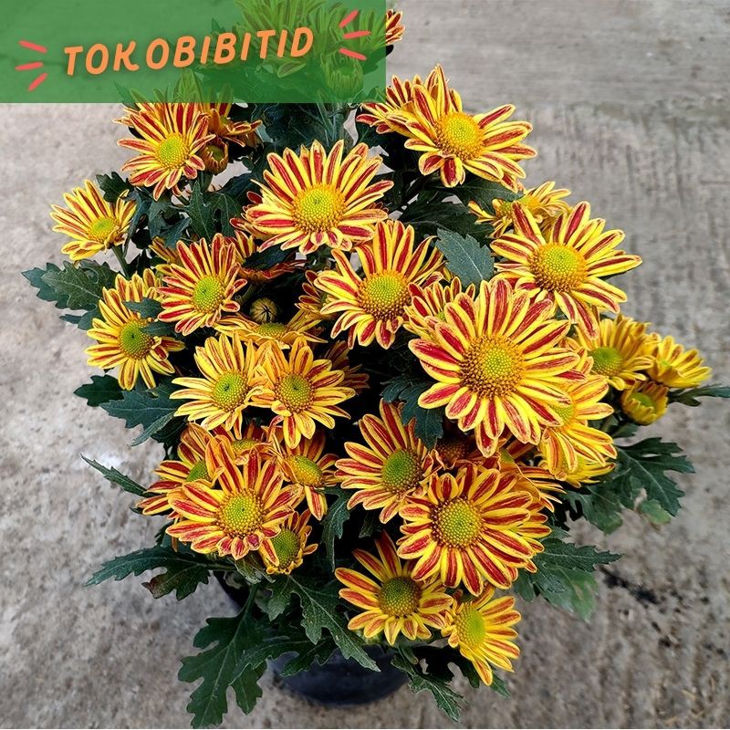 Jual Tanaman Krisan Batik Kuning | Shopee Indonesia