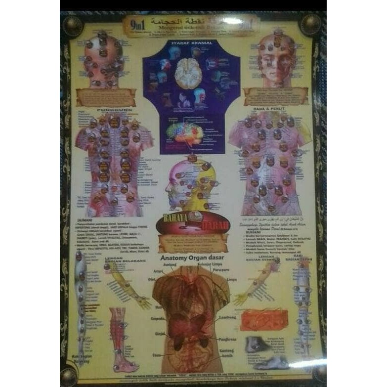 Jual Poster 9 in 1 Mengenal Titik Bekam | Shopee Indonesia
