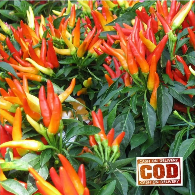 Jual cabe rawit setan F1/benih cabe rawit super pedas 100biji | Shopee ...