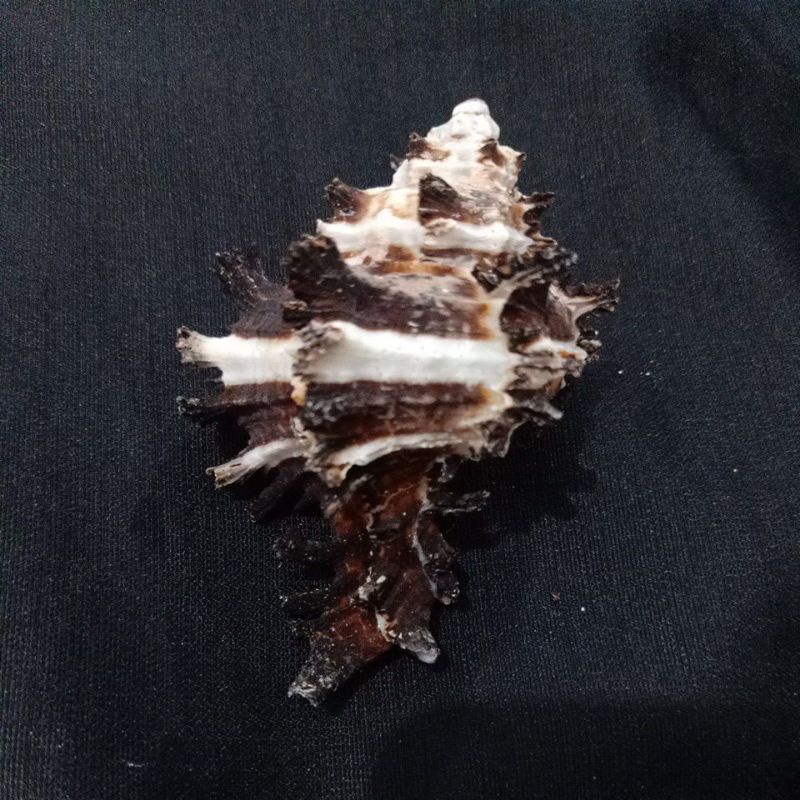 Jual CANGKANG KERANG CHICOREUS HEXAPLEX/ROGIK | Shopee Indonesia