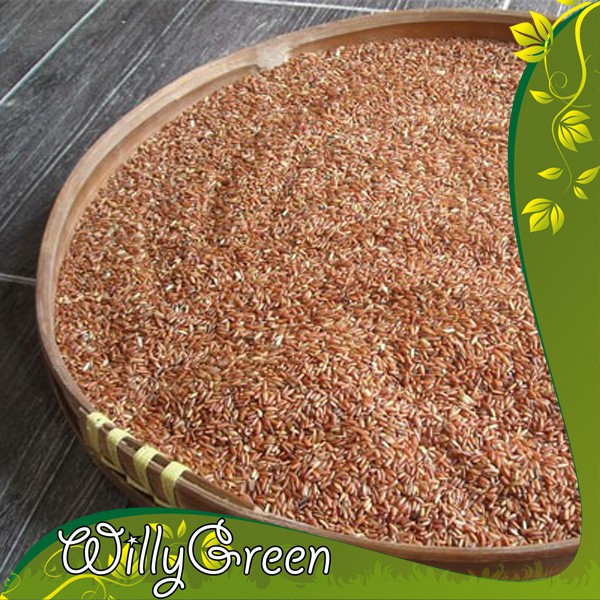 Jual Benih Padi Merah 1000 gr Siap Tanam | Shopee Indonesia