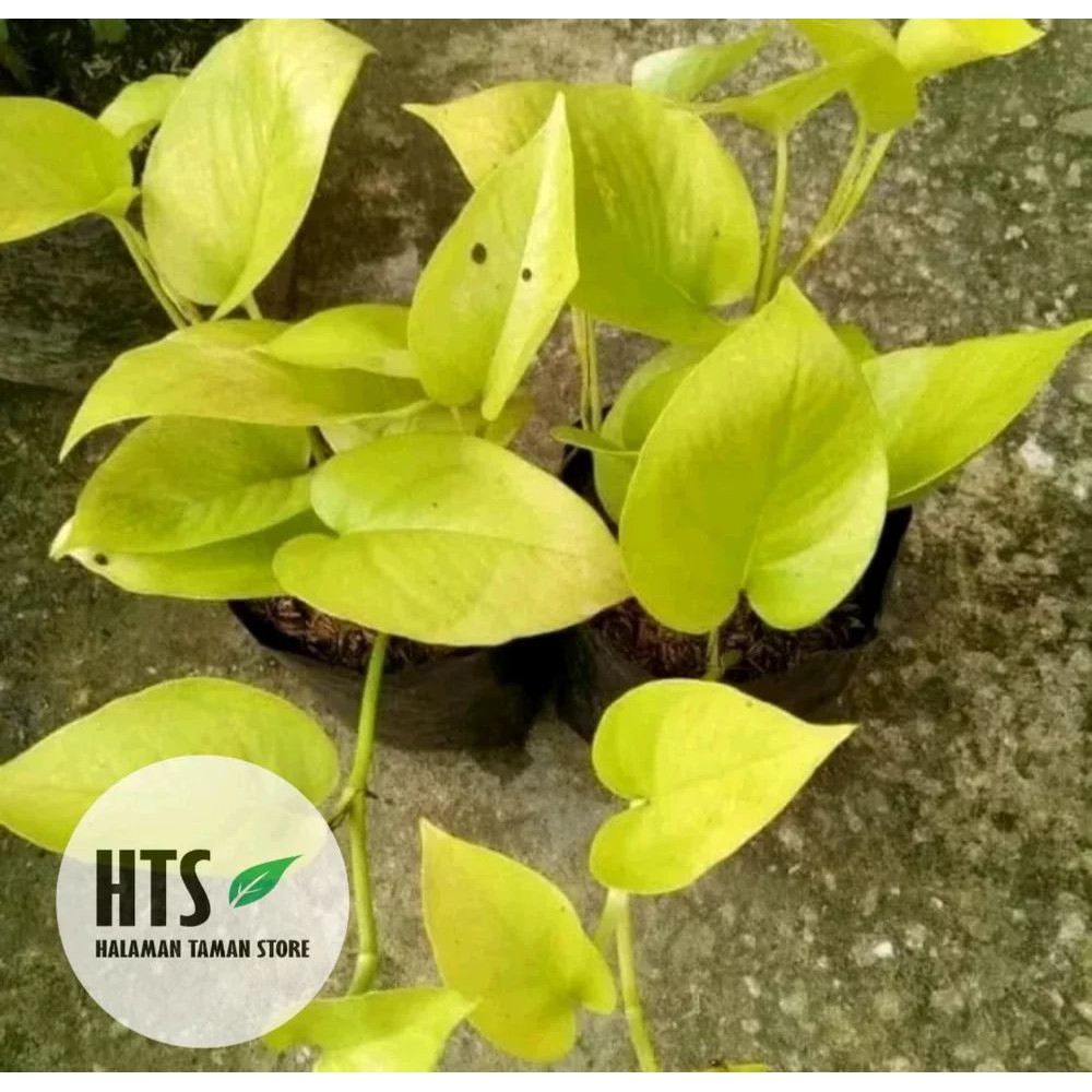 Jual Tanaman Hias Sirih Gading Love - Sirigading Love kuning - tanaman ...