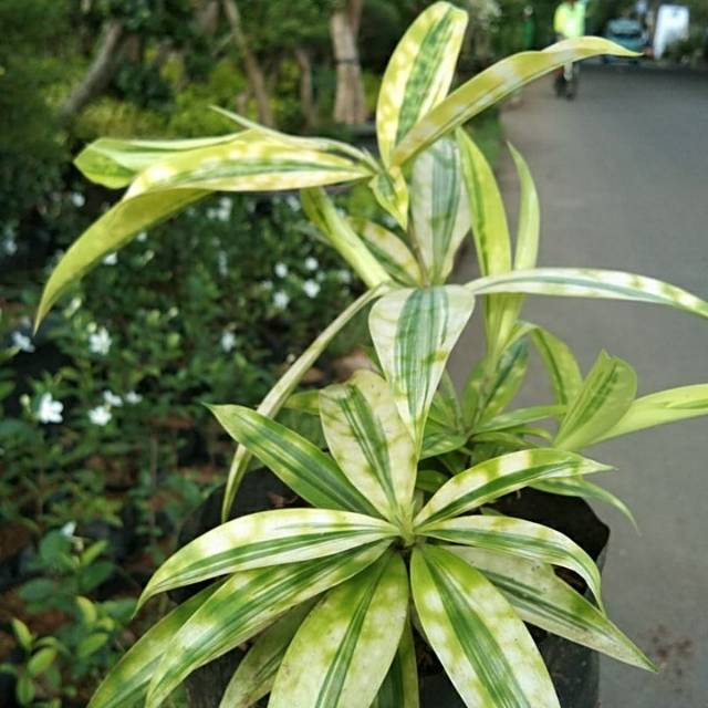Jual bibit Tanaman hias hidup pohon bambu Dracena Grasena golden tutul ...