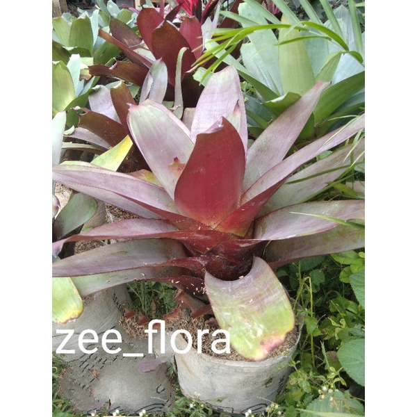 Jual Bromelia giant merah indukan | tanaman hidup bromelia giant ...