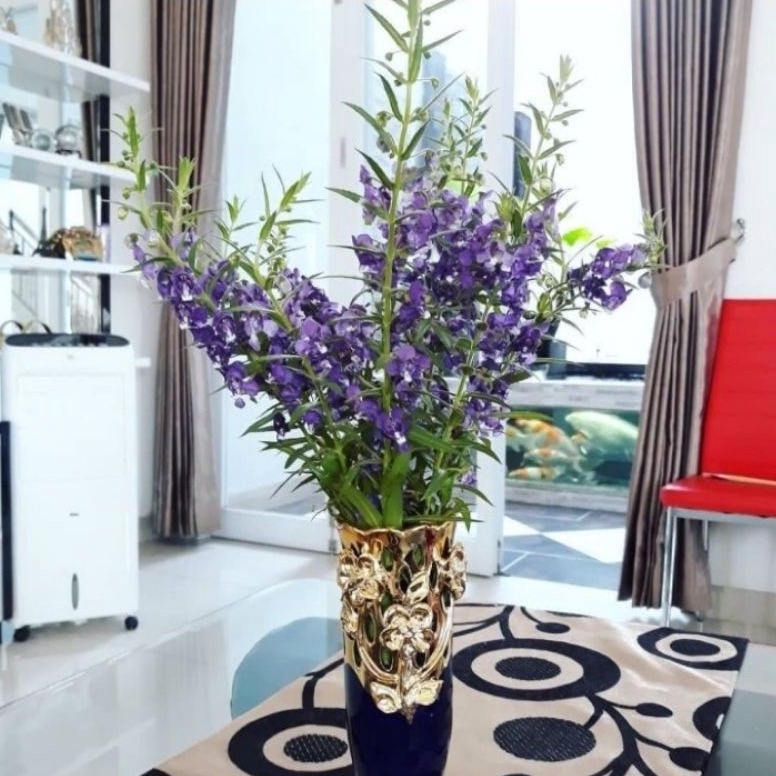 Jual ( BISA COD ) Tanaman Bunga Lavender Asli Pengusir Nyamuk / Tanaman ...