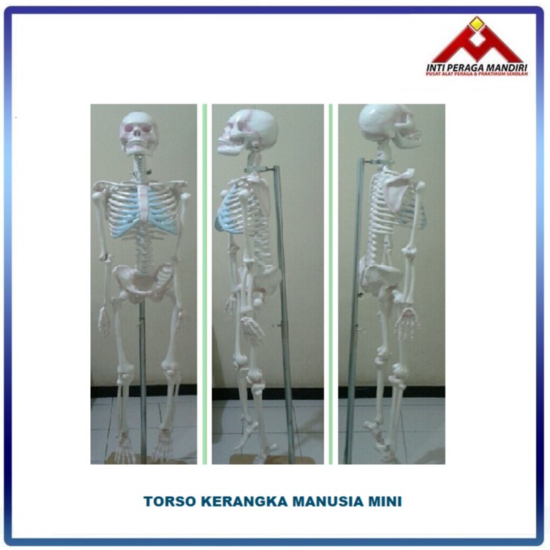 Jual IntiPeragaMandiri - Model Kerangka Manusia Mini / Kerangka mini ... Jual IntiPeragaMandiri - Model Kerangka Manusia Mini / Kerangka mini ...