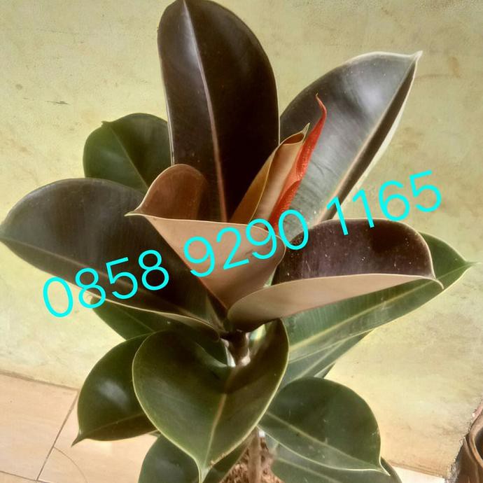 Jual Tanaman Ficus Elastica / Rubber Plant / Karet Kebo Daun Merah ...