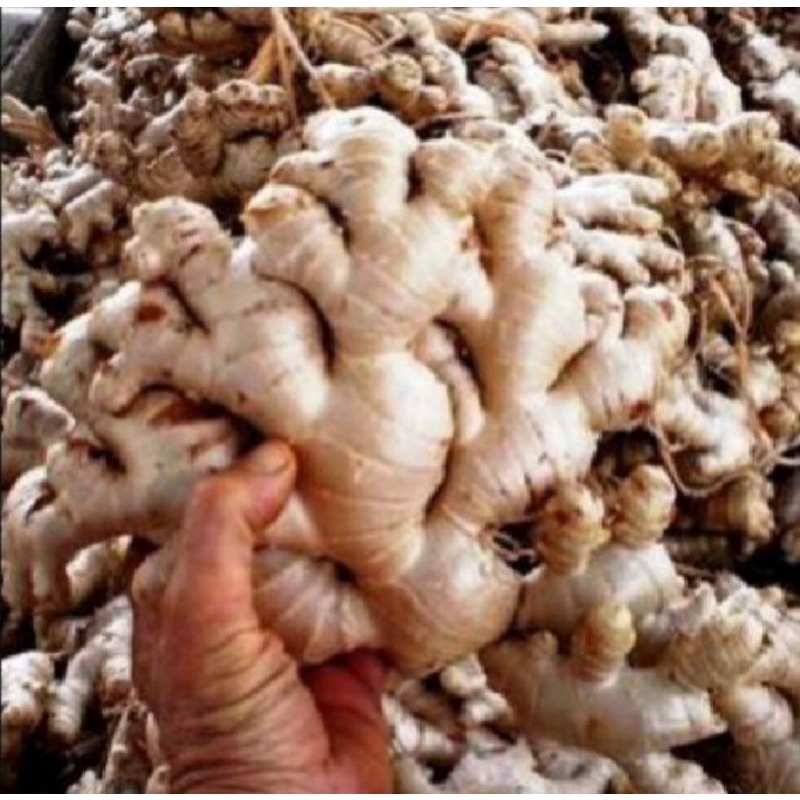 Jual Jahe gajah / jahe putih super bersih sudah di cuci 1kg | Shopee ...