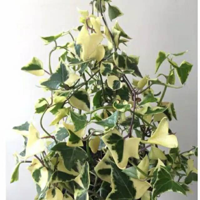 Jual Tanaman Hias Ivy Variegata Daun Tebal | Shopee Indonesia